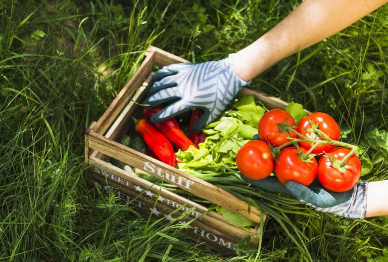 Manger local grâce aux circuits courts - CCMO